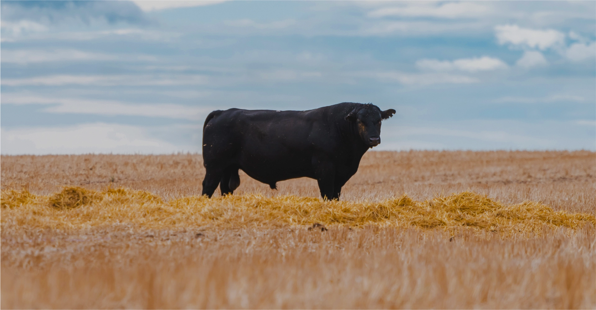 Главная — PRO meat