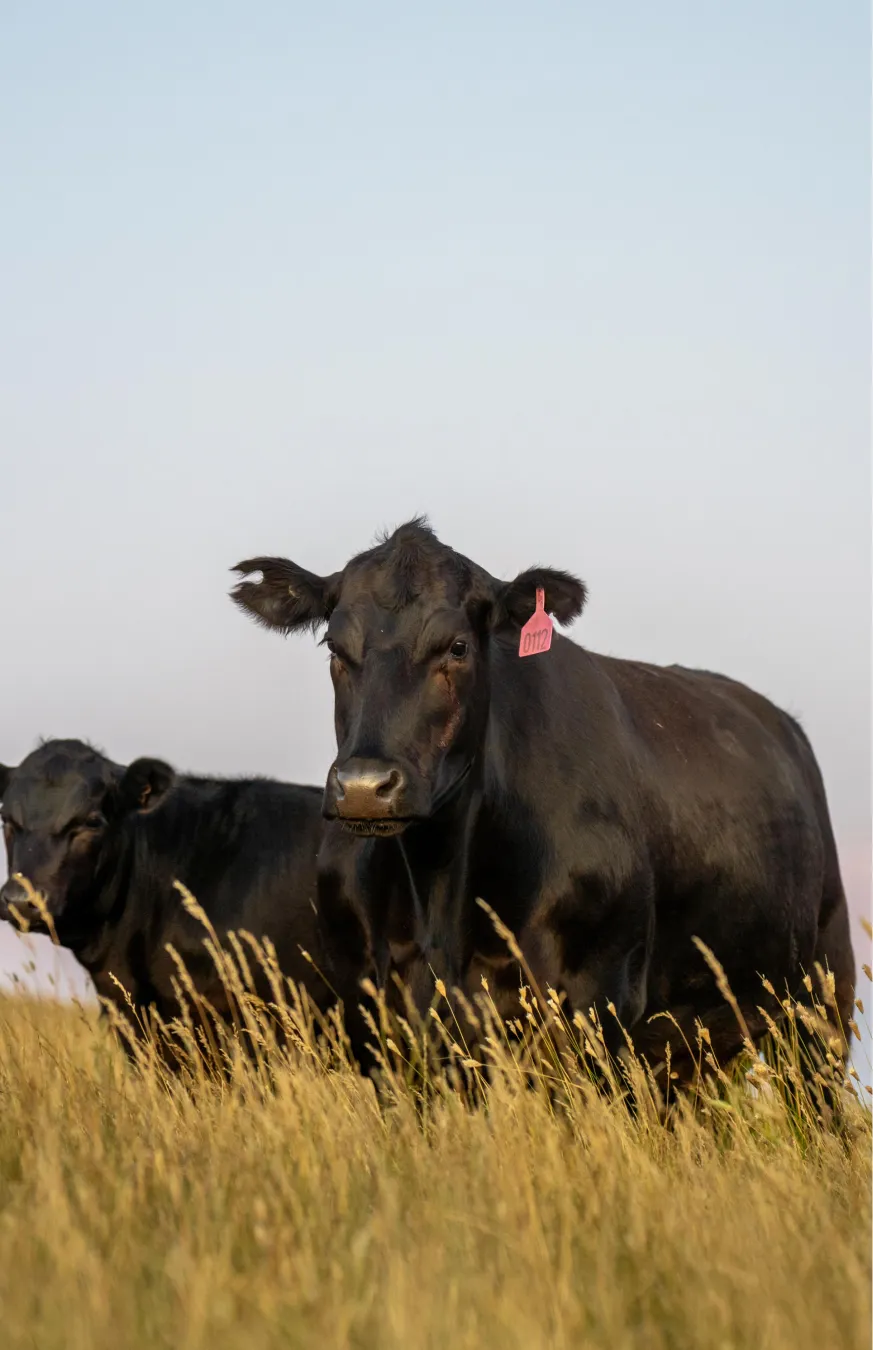 Главная — PRO meat